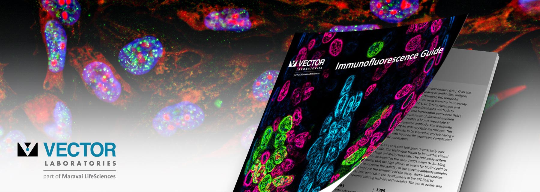 A Guide to Immunofluorescence Staining